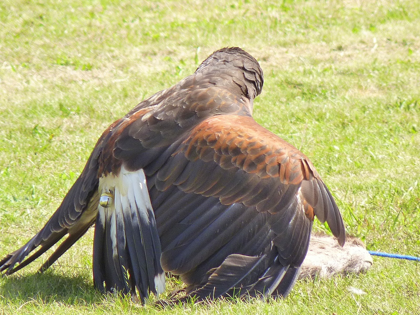 Birding For Pleasure: Falconry at Carsibrook Castle