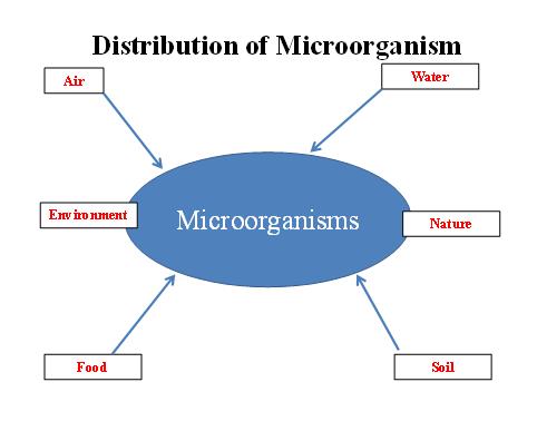 Introduction to Microbiology & Microorganisms ~ Dhiraj's Blog