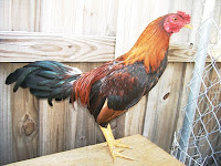 Fighting Rooster: American Asil