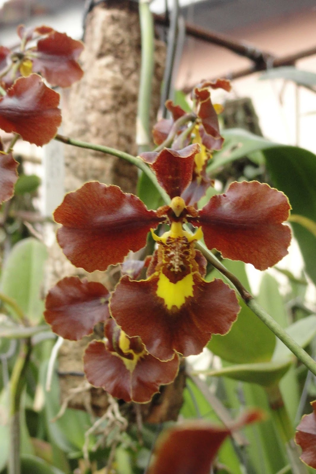 ORQUÍDEAS: Oncidium