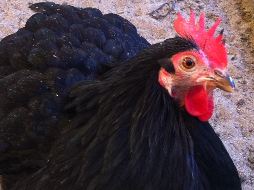 Suburbhen - A Hen in the City: Ingrown Feathers in Chickens