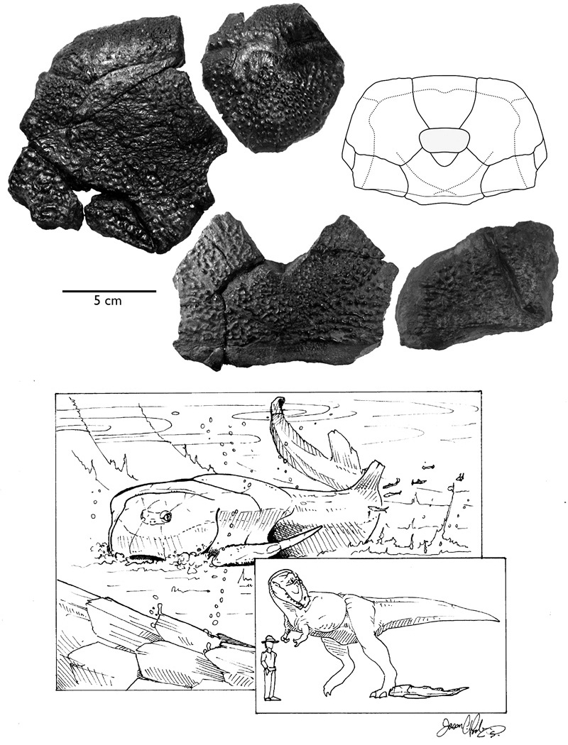 Species New to Science: [PaleoIchthyology • 2016] Bothriolepis rex • A ...