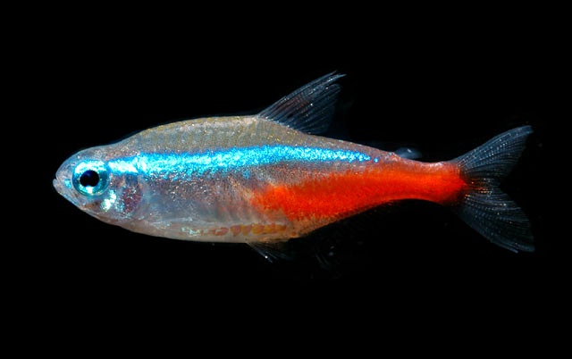 Budidaya Ikan Neon Tetra - Semua Tentang Pertanian