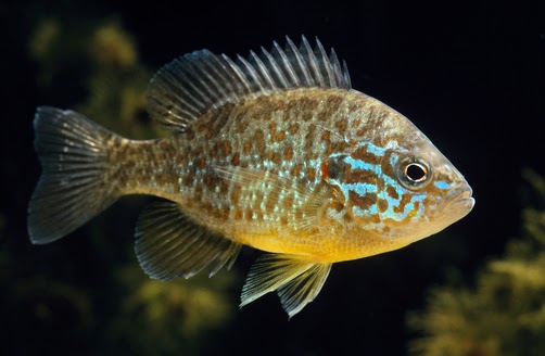 Il giardino delle Naiadi: LEPOMIS GIBBOSUS, PERSICO SOLE O SEME DI ZUCCA