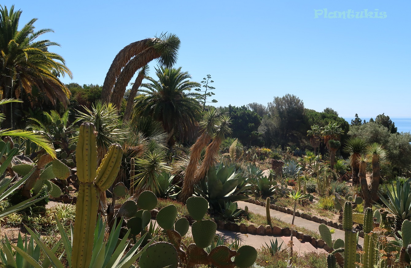 Pinya de Rosa ~ PLANTUKIS