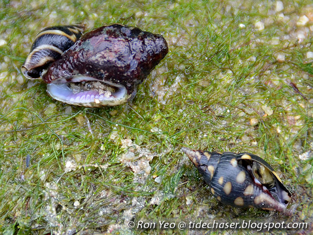 tHE tiDE cHAsER: Dove Snails (Phylum Mollusca: Family Columbellidae) of ...