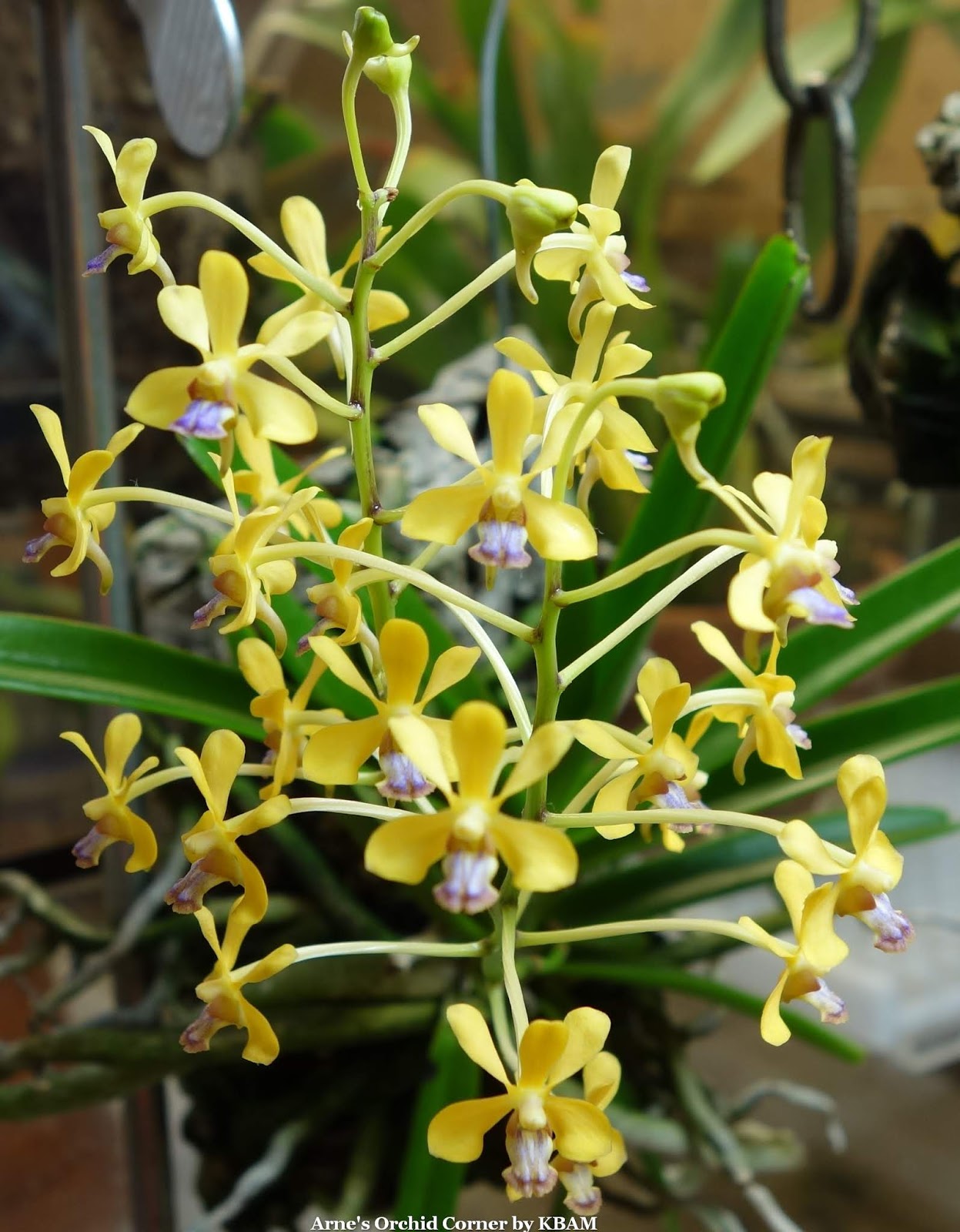 Arne's Orchid Corner: Orchid of the day: Vanda testacea