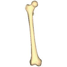 FEMUR (THIGH BONE)