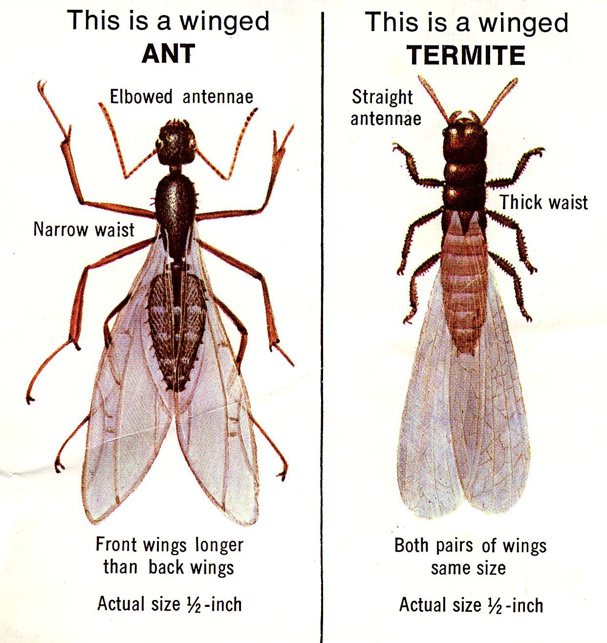 Marin Termite Control: DAMPWOOD TERMITES SWARMING