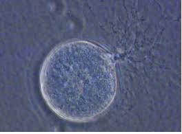 a tricolina biologa: Reino Fungi