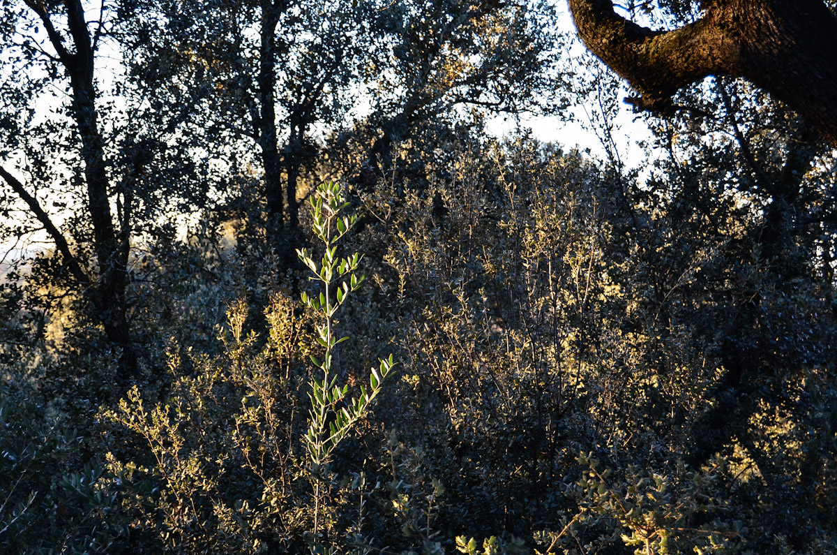 ALMANAQUE NATURAL: El Encinar Manchego Occidental