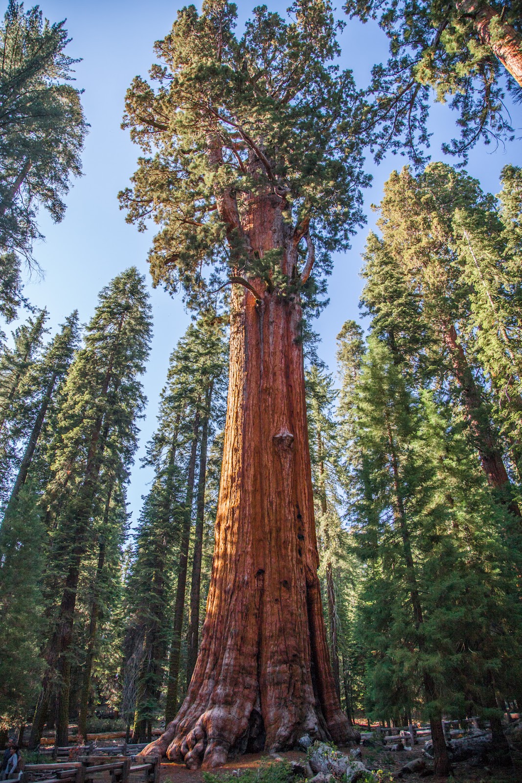 Sequoia National Park | Earth Blog