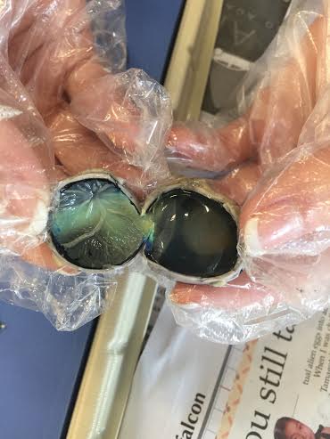 Anatomy and Physiology Blog: Eye Dissection Analysis