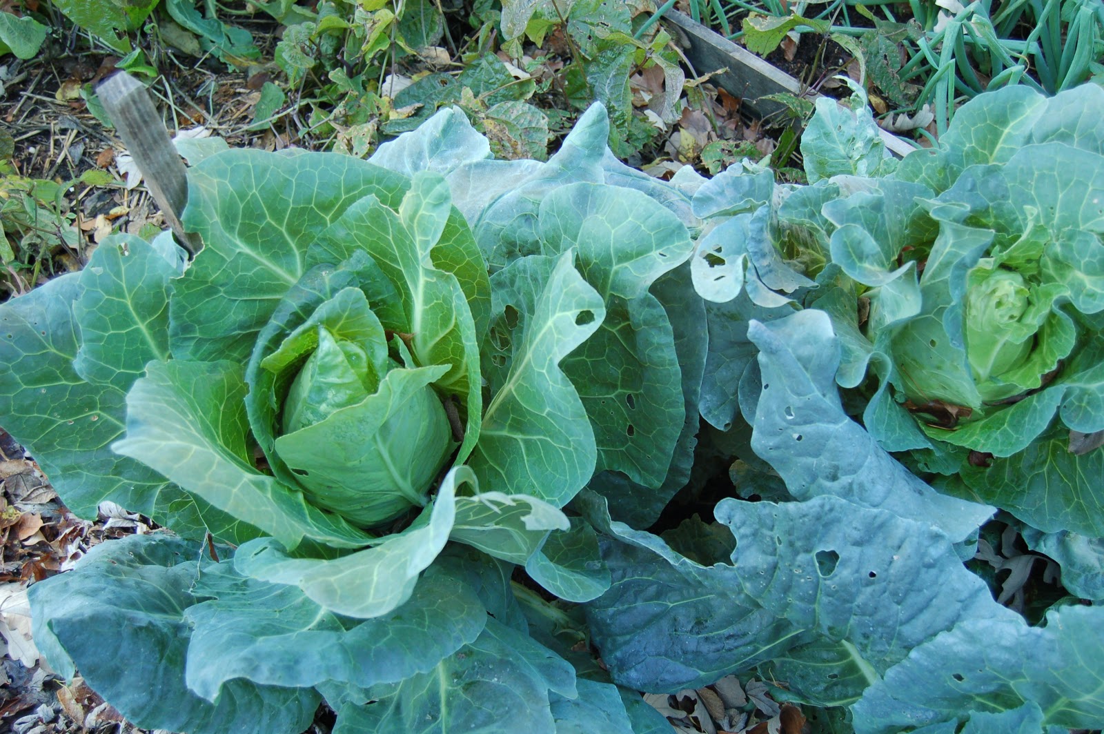 Midwestern Garden: Fildderkraut Cabbage