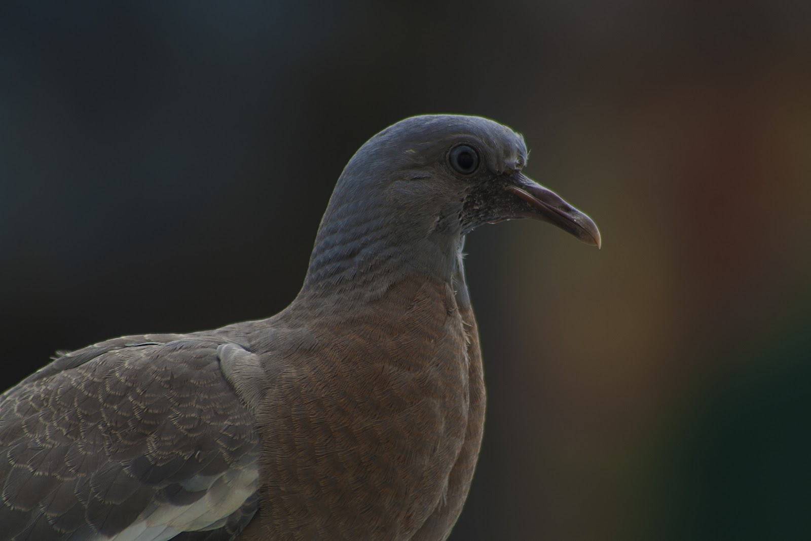 Cork city wildlife: Weird pigeon