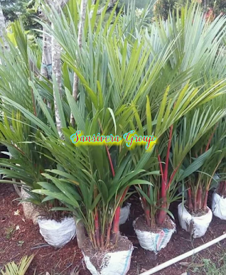 Menjual Pohon palm merah | sadeng | botol | Palm putri | Tukang Taman