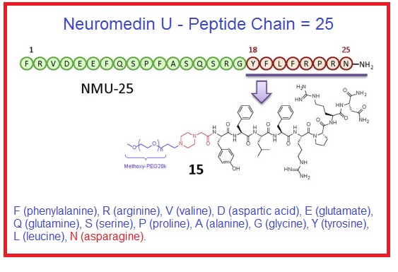 Saúde & Ciência: NEUROMEDIN "U" - um novo indicador de câncer? Ou muito ...