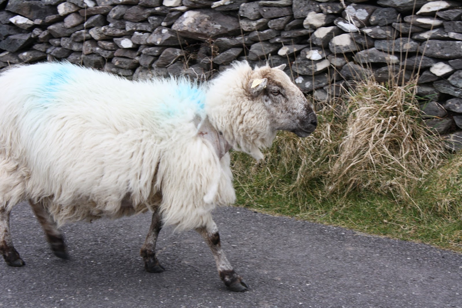 ...therefore choose life...LIVE.: exploring the dingle peninsula