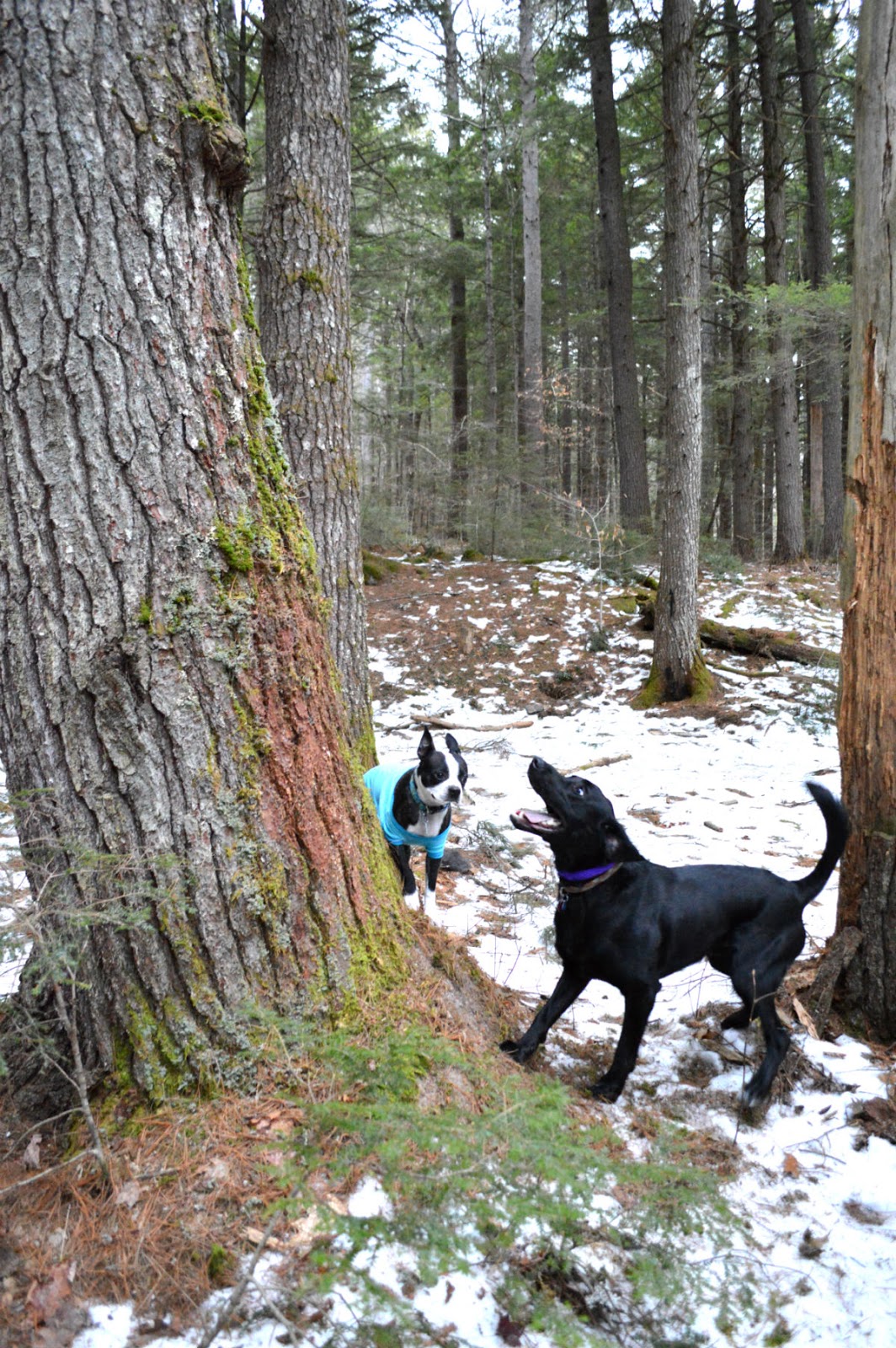 Marvelously Messy : A Marvelous Mess: Winter Walk!!!!