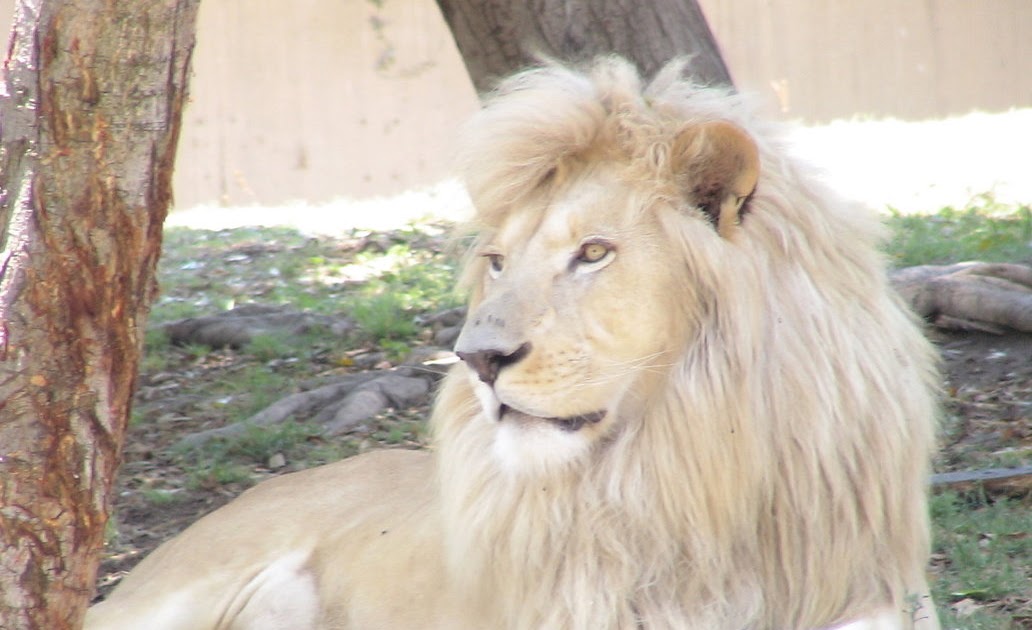World's All Amazing Things, Pictures,Images And Wallpapers: White Lion ...