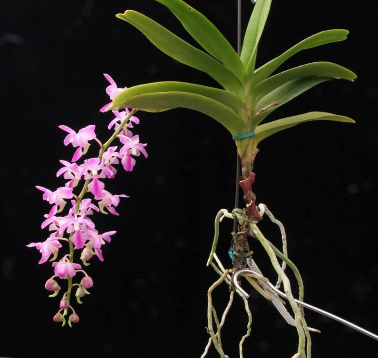 Grow and care Aerides crassifolia orchid - The Thick-Leafed Aerides ...