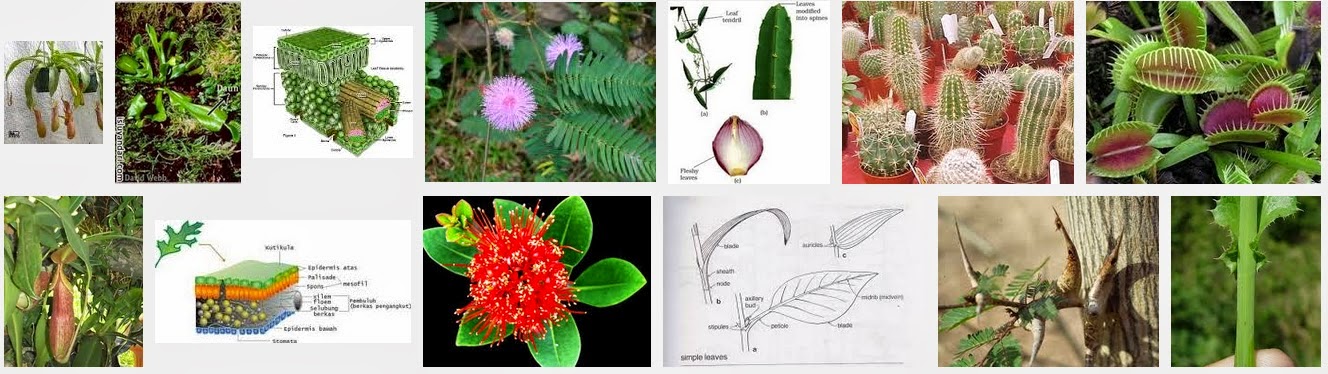 Sejarah Biologi: Modifikasi Daun Tumbuhan dan Fungsinya