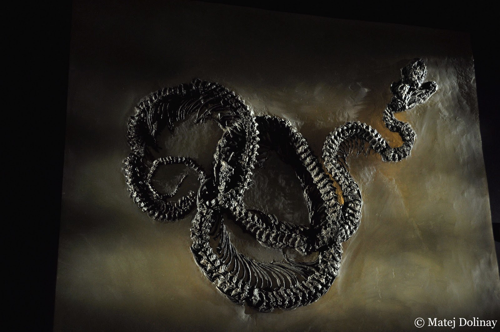 Evolutionary Vertebrate Zoology: January 2012