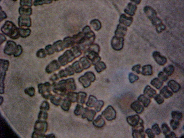 Sustainable Mycology: Syncephalastrum spp.