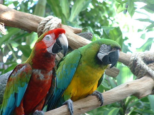 The Rainforest: Rescue The Rainforest