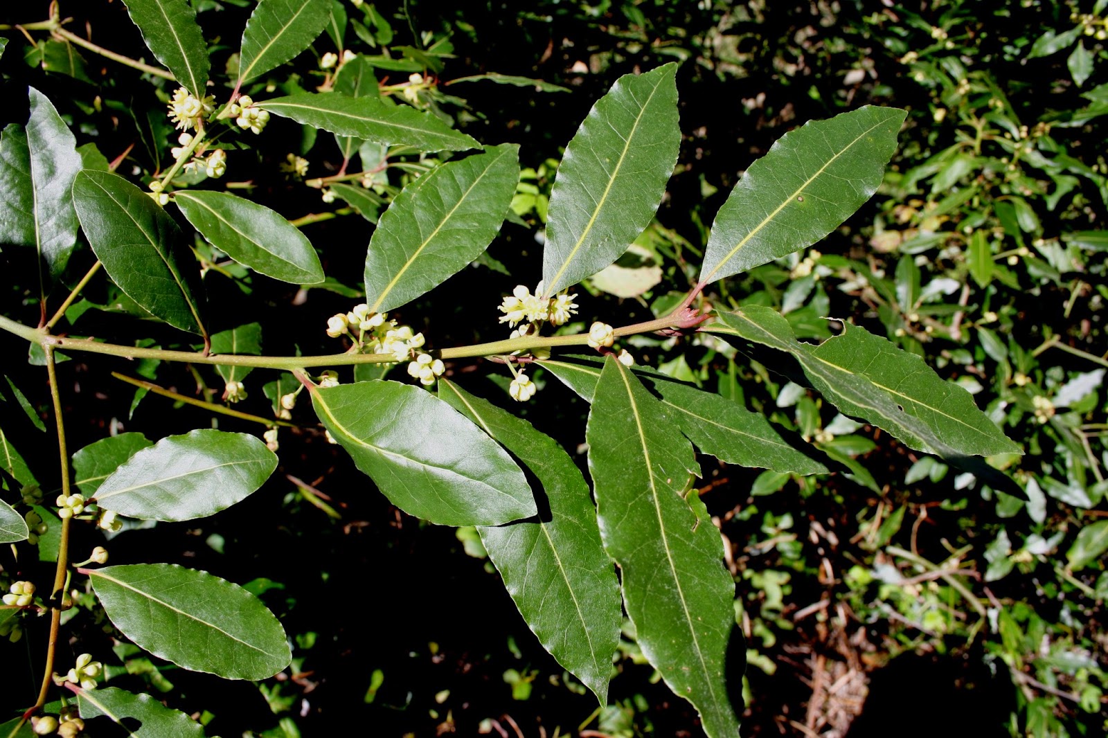 Plantas: Beleza e Diversidade: Louro ou Loureiro (Laurus nobilis)