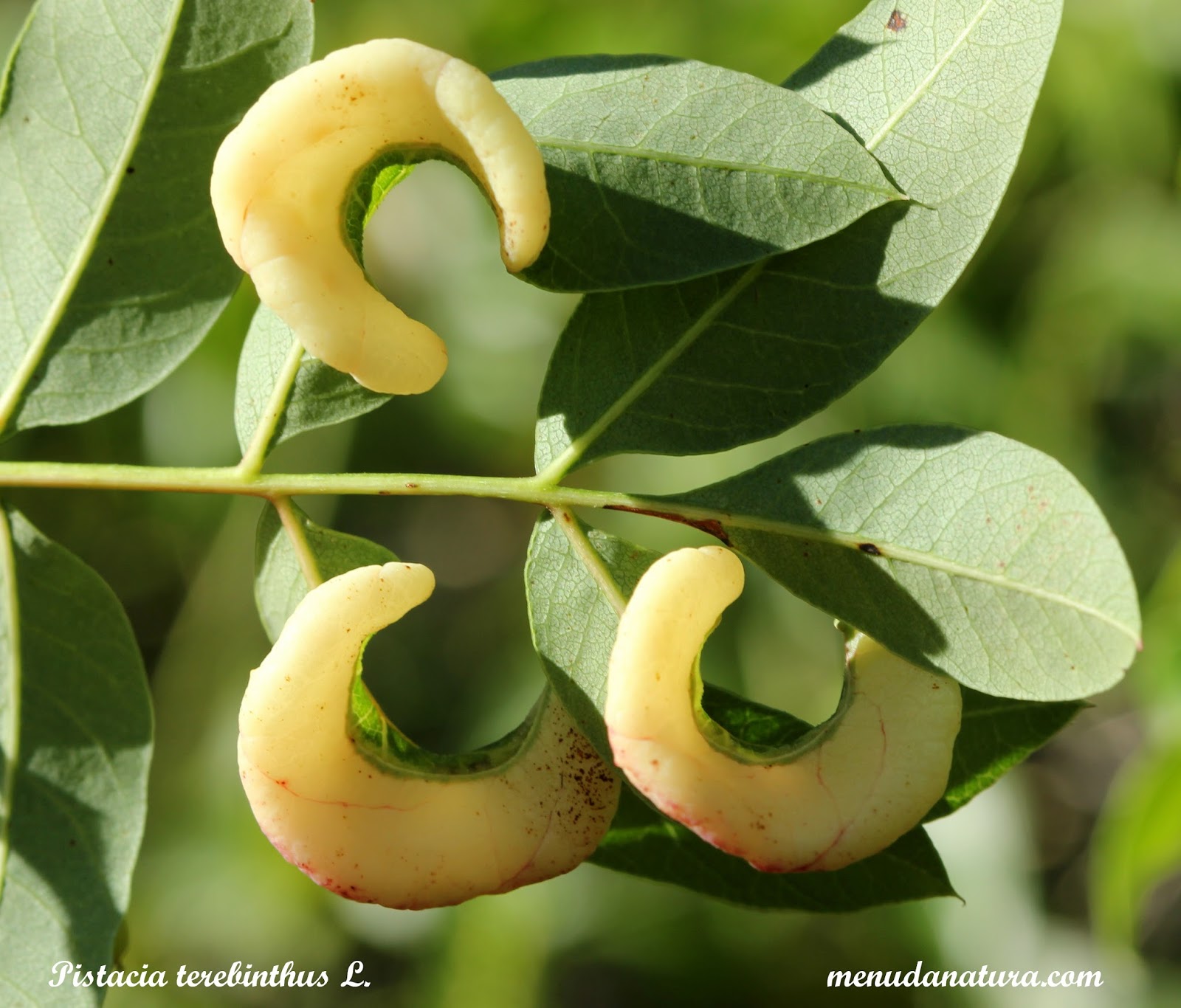 Menuda Natura: Pistacia terebinthus L.