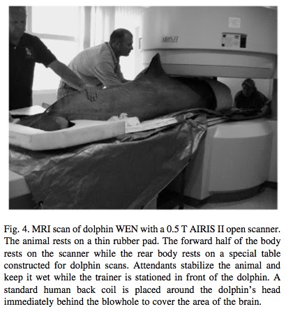 practiCal fMRI: the nuts & bolts: Functional MRI of dolphins?