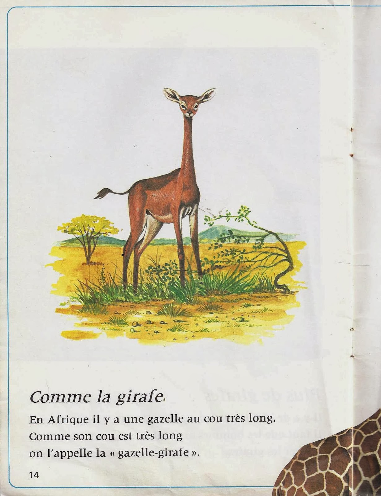 Leçons de choses: La girafe