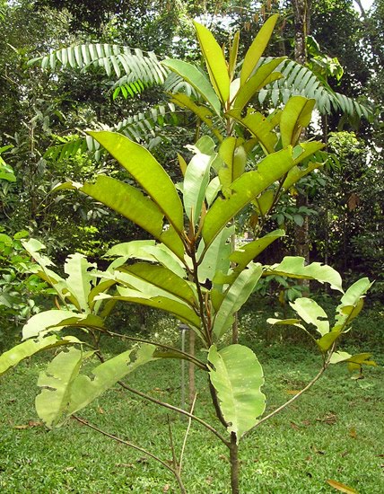 The Biggest Plant Dictionary: August 2011