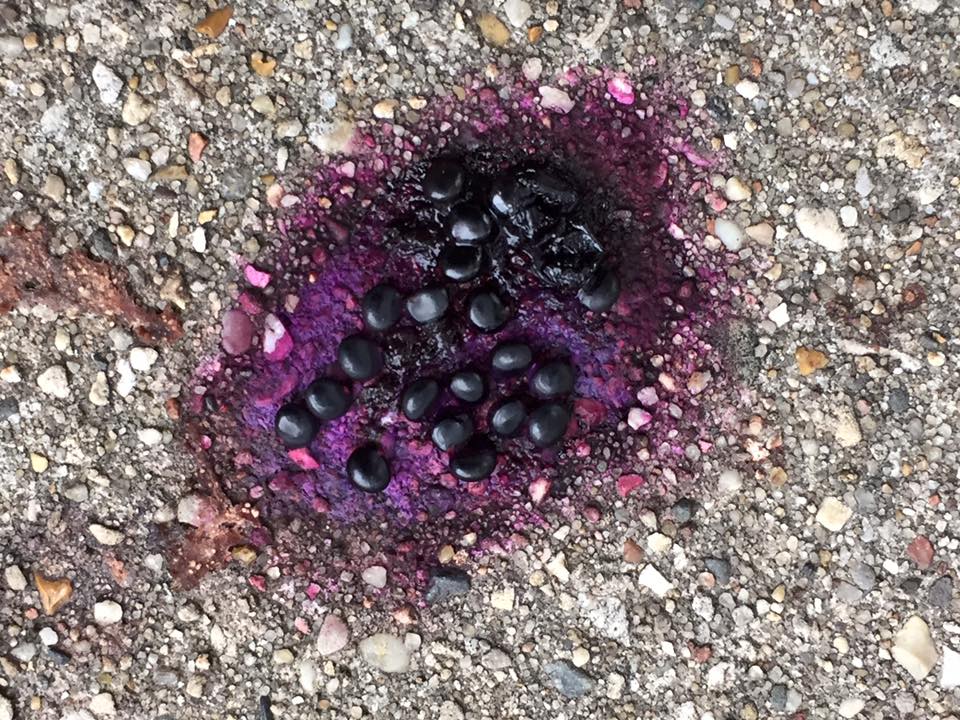 The Natural Naturalist: Seed Dispersal