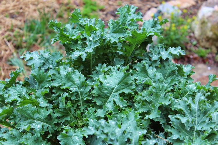 Seminte si plante de gradina hobby: Varza Kale Russian