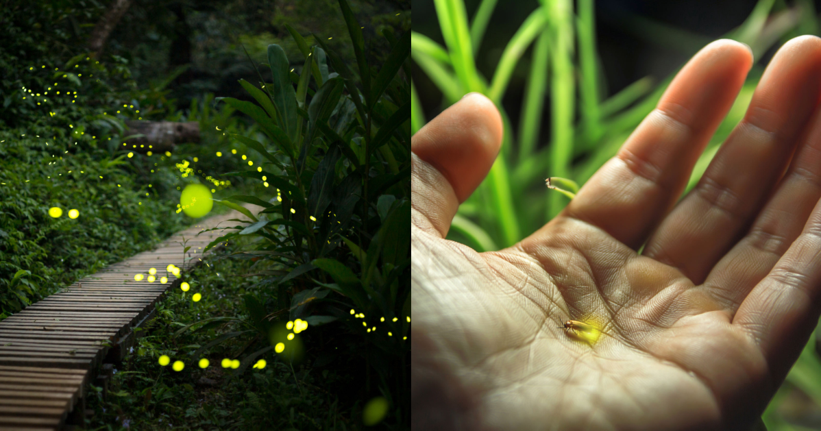2,000 Firefly Species Are Facing Extinction, According To Scientists