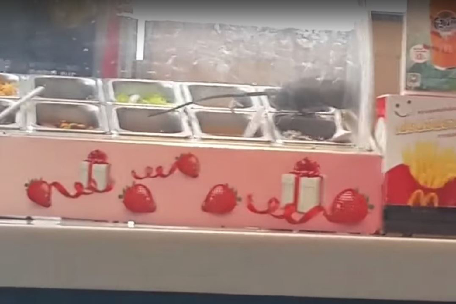 Video :Giant rat filmed crawling along counters and stealing food in ...