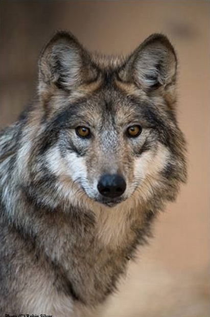 ERIPE LUPUS: MEXICAN GRAY WOLVES