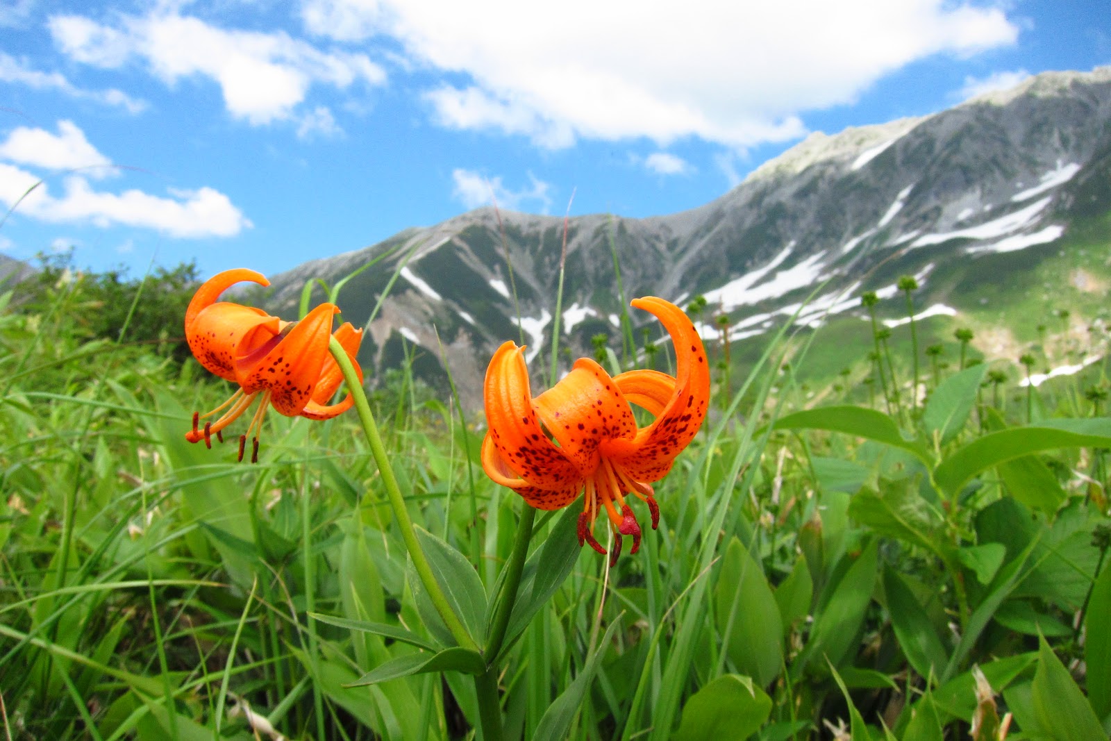 Round of the Seasons in Japan: Alpine Flowers
