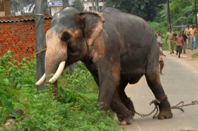 Readers Site: Two Raging Elephants Invade Mysore, Kill Security Guard