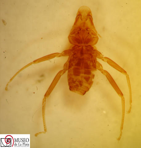 Catalogue of Organisms: The Polyctenidae: Blood-sucking Bugs on Bats