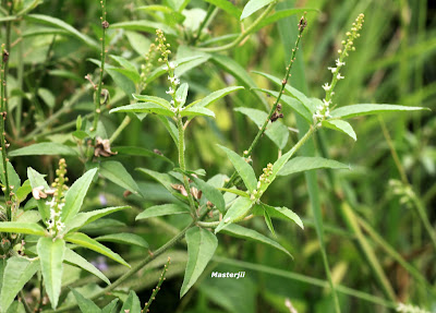 PELITA KABAD: RUMPAI DAUN LEBAR (Sambungan)