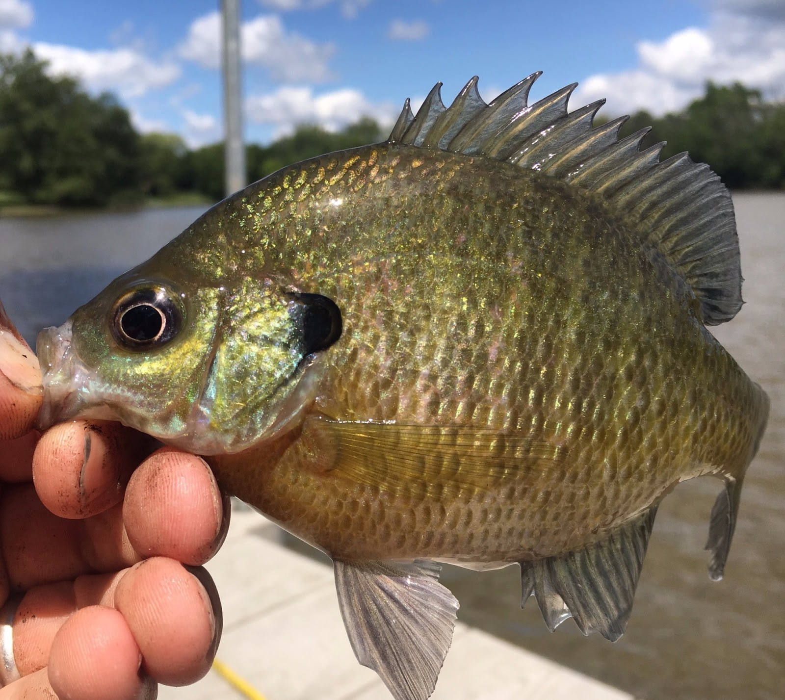 Canoeing In Ohio: Bluegill Next >