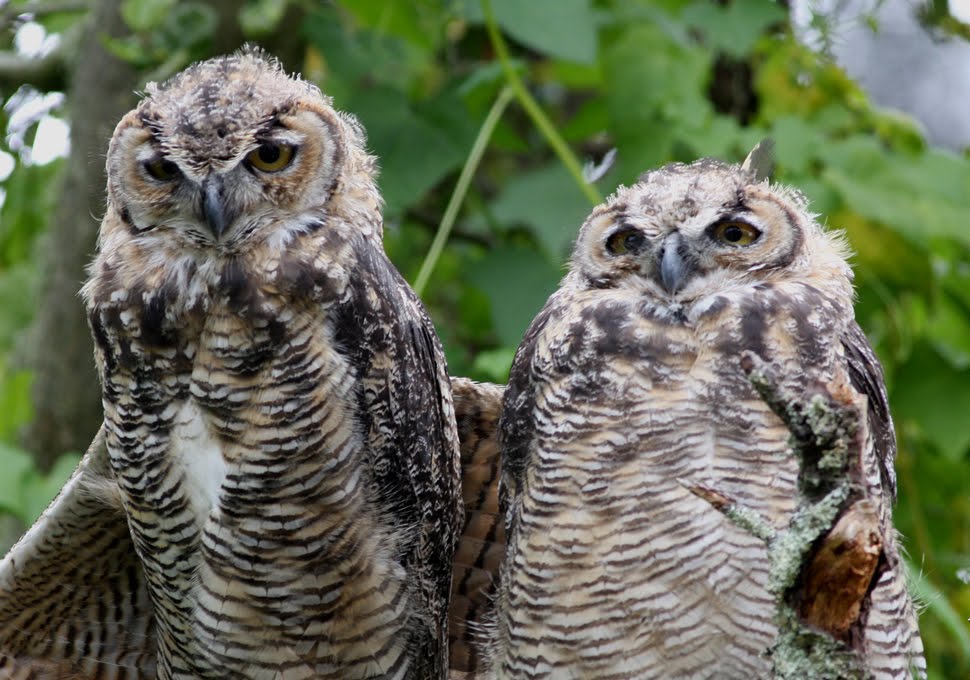 Mark James Pearson: Great Horned Owls - a family in San Francisco
