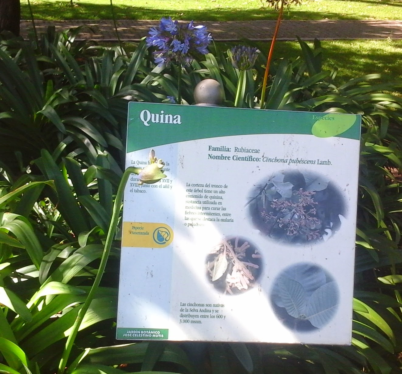 Jardin botánico Bogotá: TIPOS DE PLANTAS