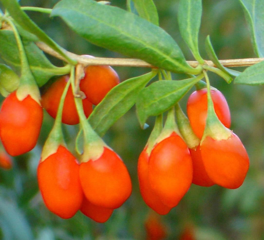 ΥΠΕΡΤΡΟΦΕΣ SUPERFOODS | ΒΟΤΑΝΟΘΕΡΑΠΕΙΑ . ΘΕΡΑΠΕΥΤΙΚΑ ΦΥΤΑ ΚΑΙ ΒΟΤΑΝΑ