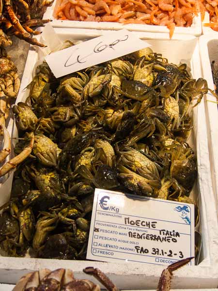 Terre Alte: Chioggia e le moeche