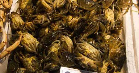 Terre Alte: Chioggia e le moeche