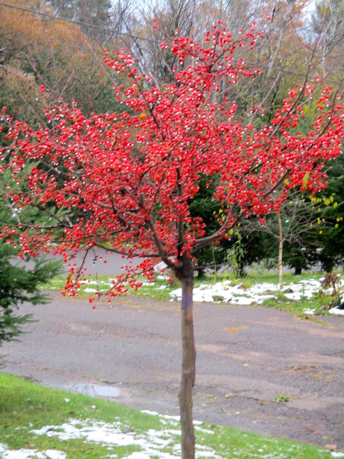 Art's Bayfield Almanac: FIREBIRD CRABAPPLE